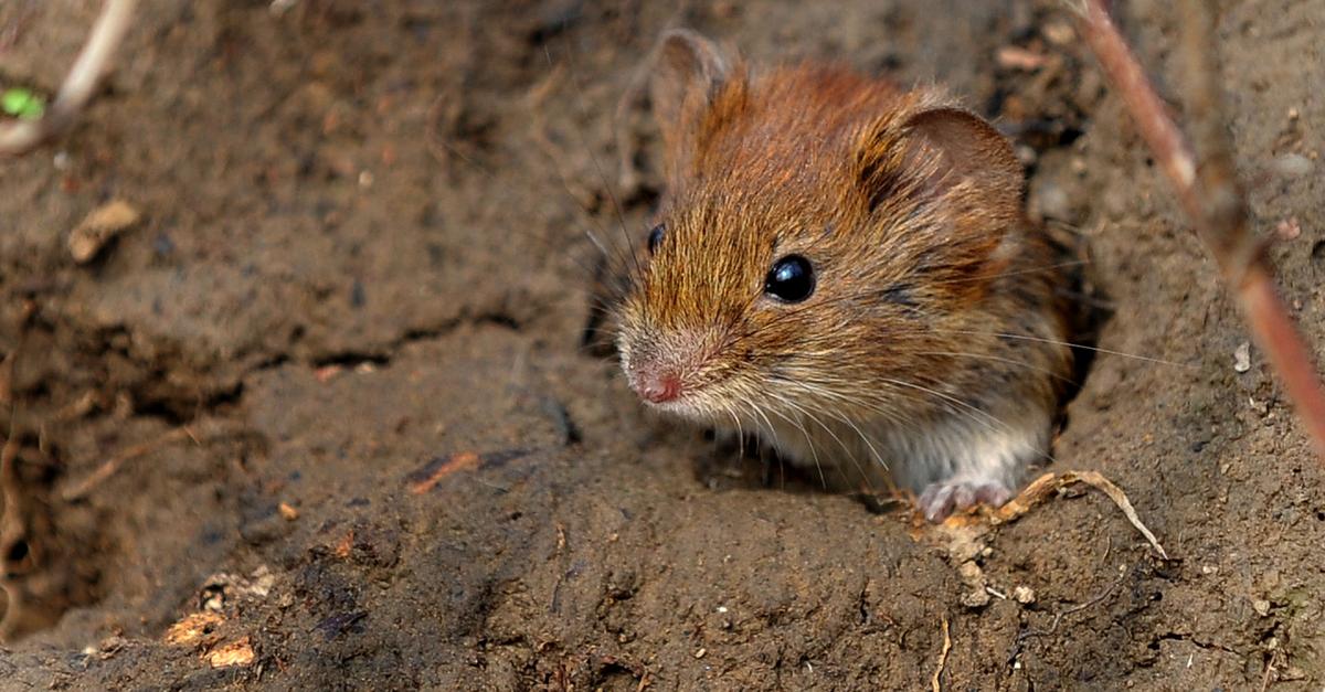 Wormel: Wormser Wädder im Englische